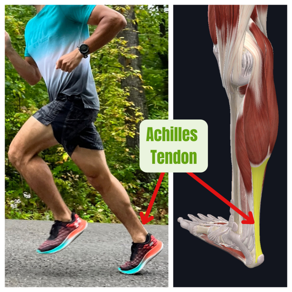 How Detraining Impacts Tendon Health/Performance - Move Better Health ...